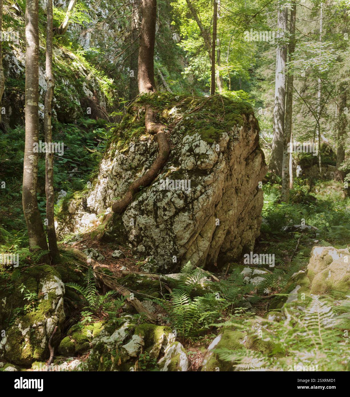 A tree growing intertwined with a rock, its roots wrapping around the ...
