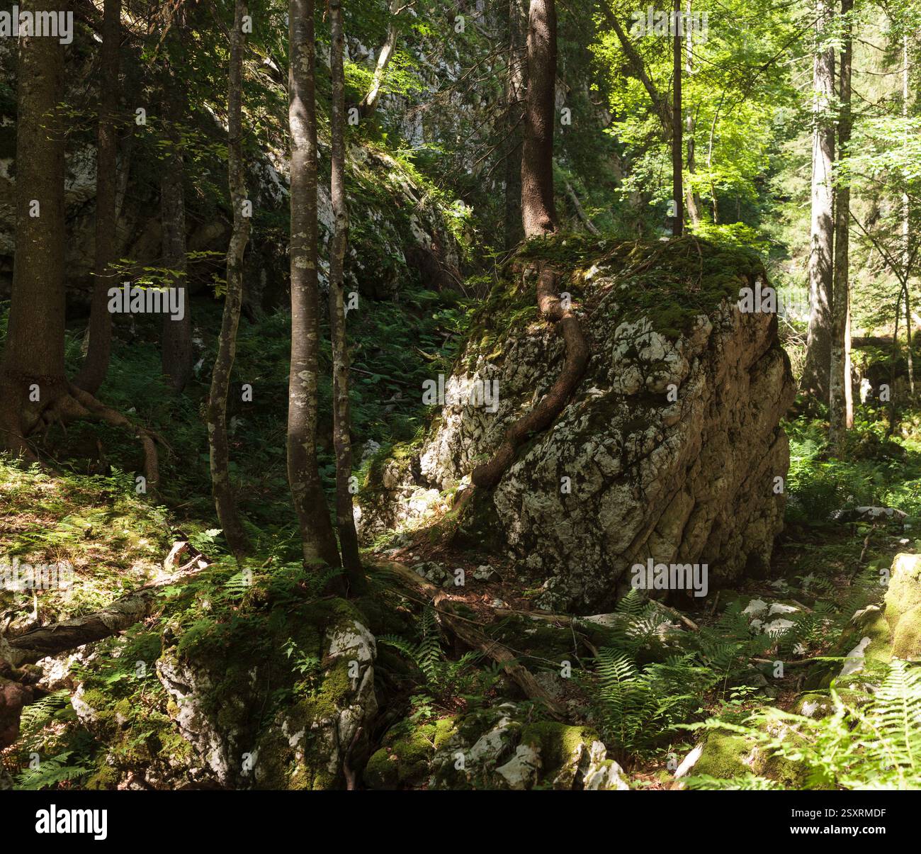 A tree growing intertwined with a rock, its roots wrapping around the ...