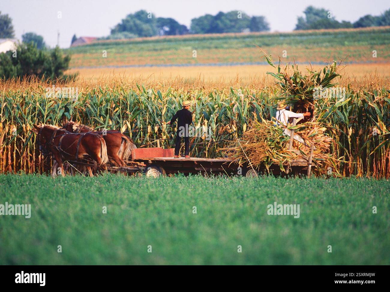Horse & mule drawn farm wagons are used by the Amish to harvest hay ...