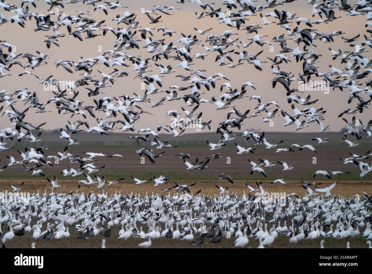 Large flock of snow geese taking off from a field during their annual ...