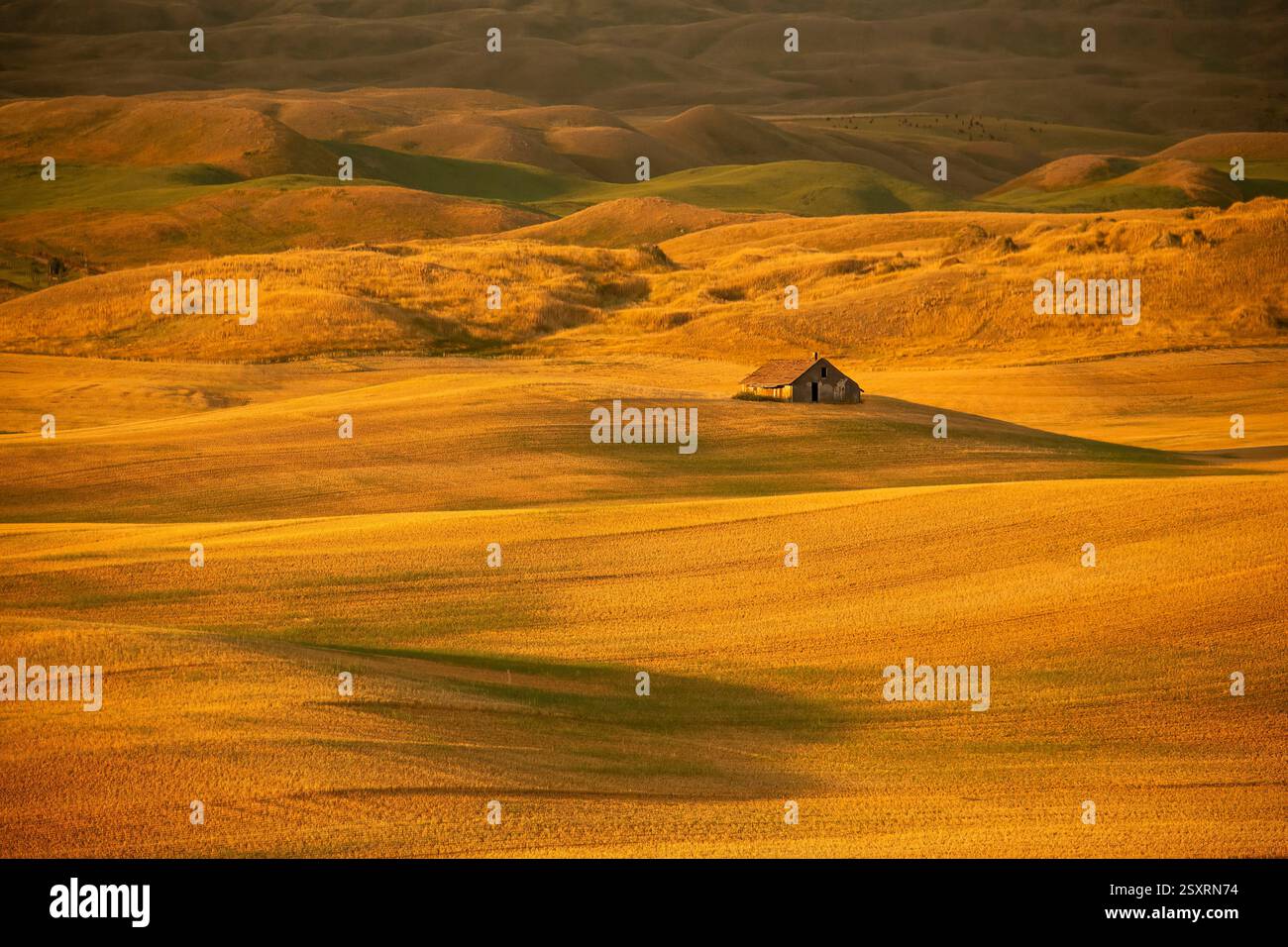 Golden light bathes the rolling hills of the palouse region at sunset ...