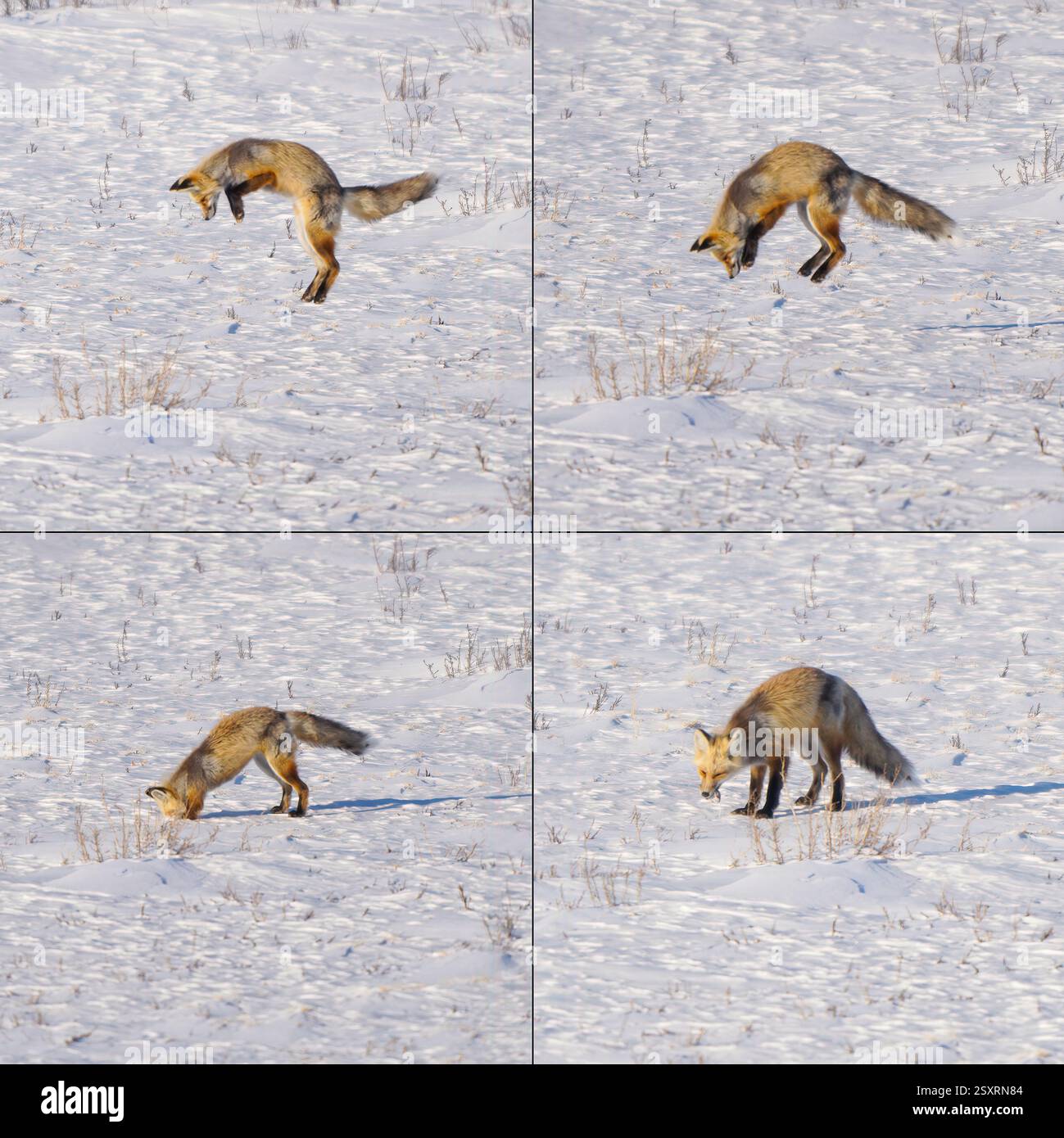 Red fox snow diving multiple hi-res stock photography and images - Alamy