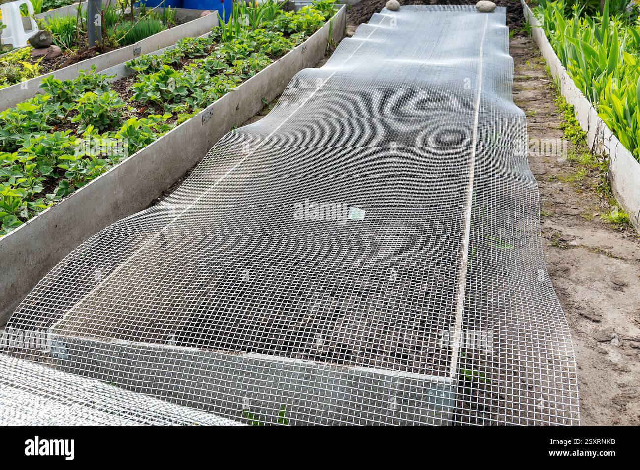 Metal netting against rodents. The mesh protects root crops from mice ...