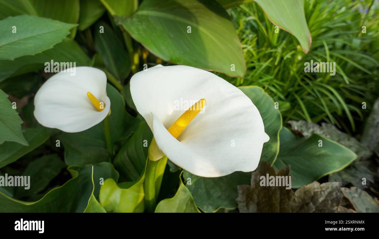 Beautiful white flower of Zantedeschia aethiopica or calla arum lily ...