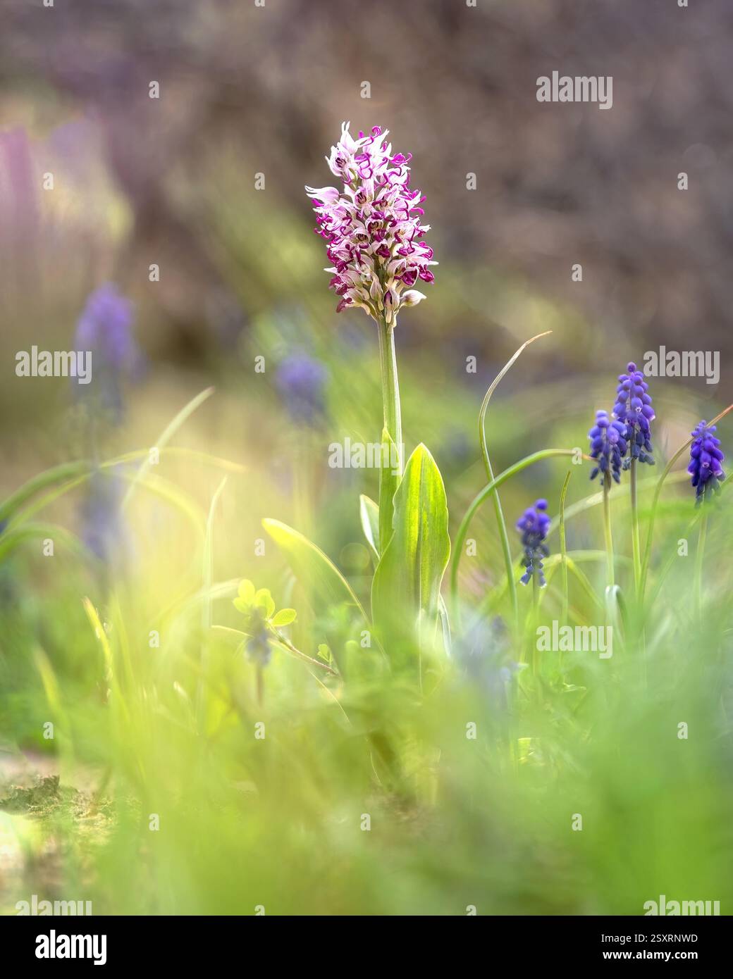 Early spring purple flower Orchis purpurea, mascula, Ophrys ...