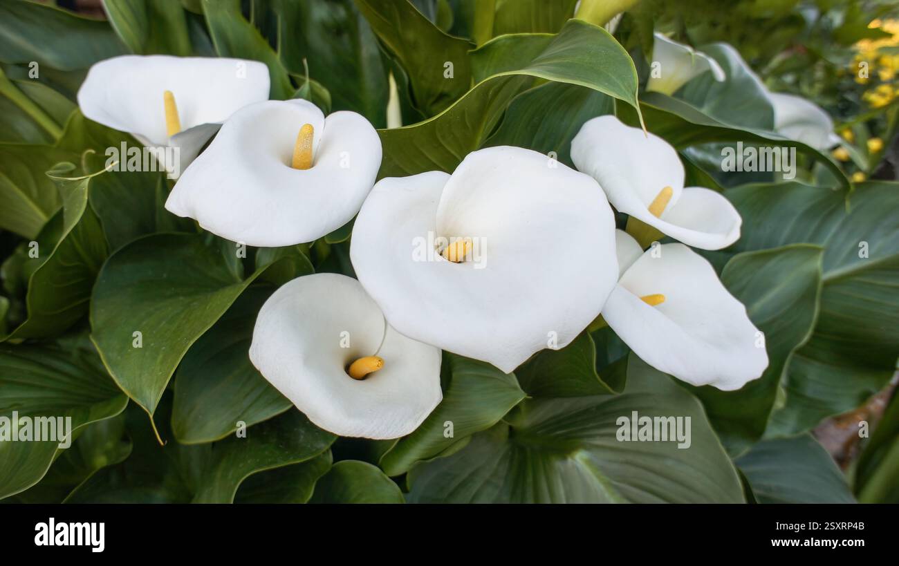 Beautiful white flower of Zantedeschia aethiopica or calla arum lily ...