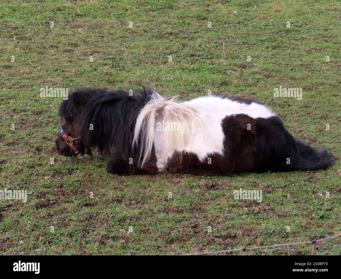 dem freundlichen Tierchen geht es wie uns - Gluecksgefuehle im ...