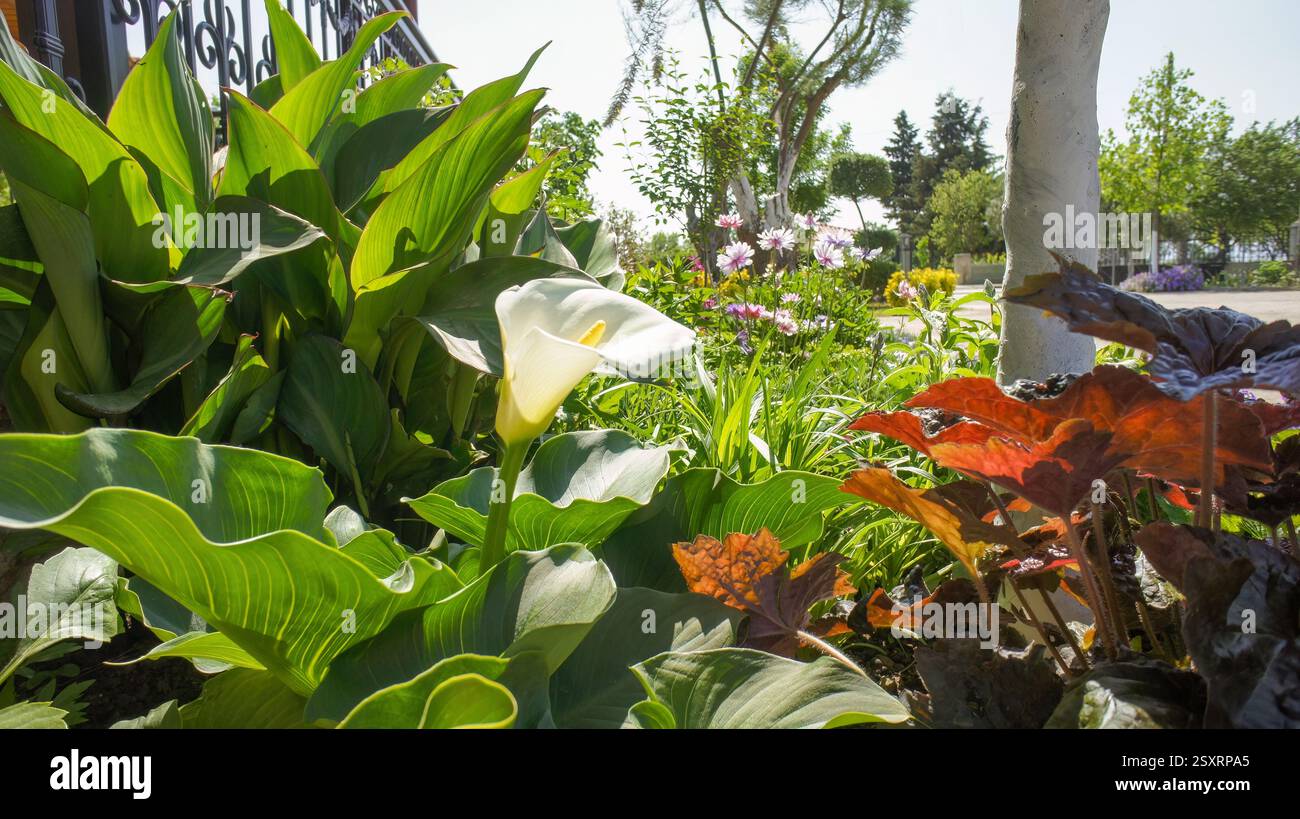 Beautiful white flower of Zantedeschia aethiopica or calla arum lily ...