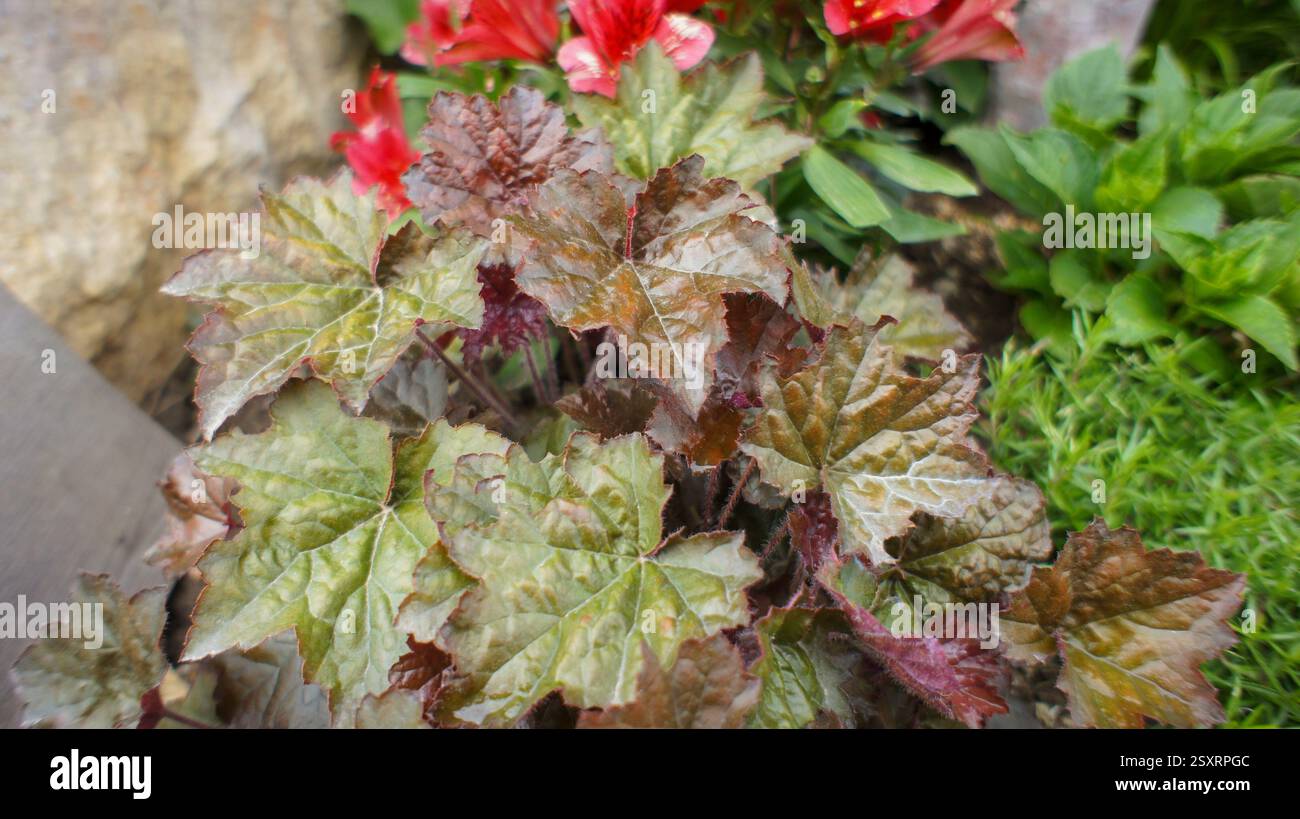 Green and red leaves of Heuchera sanguinea, called coral bells, genus ...
