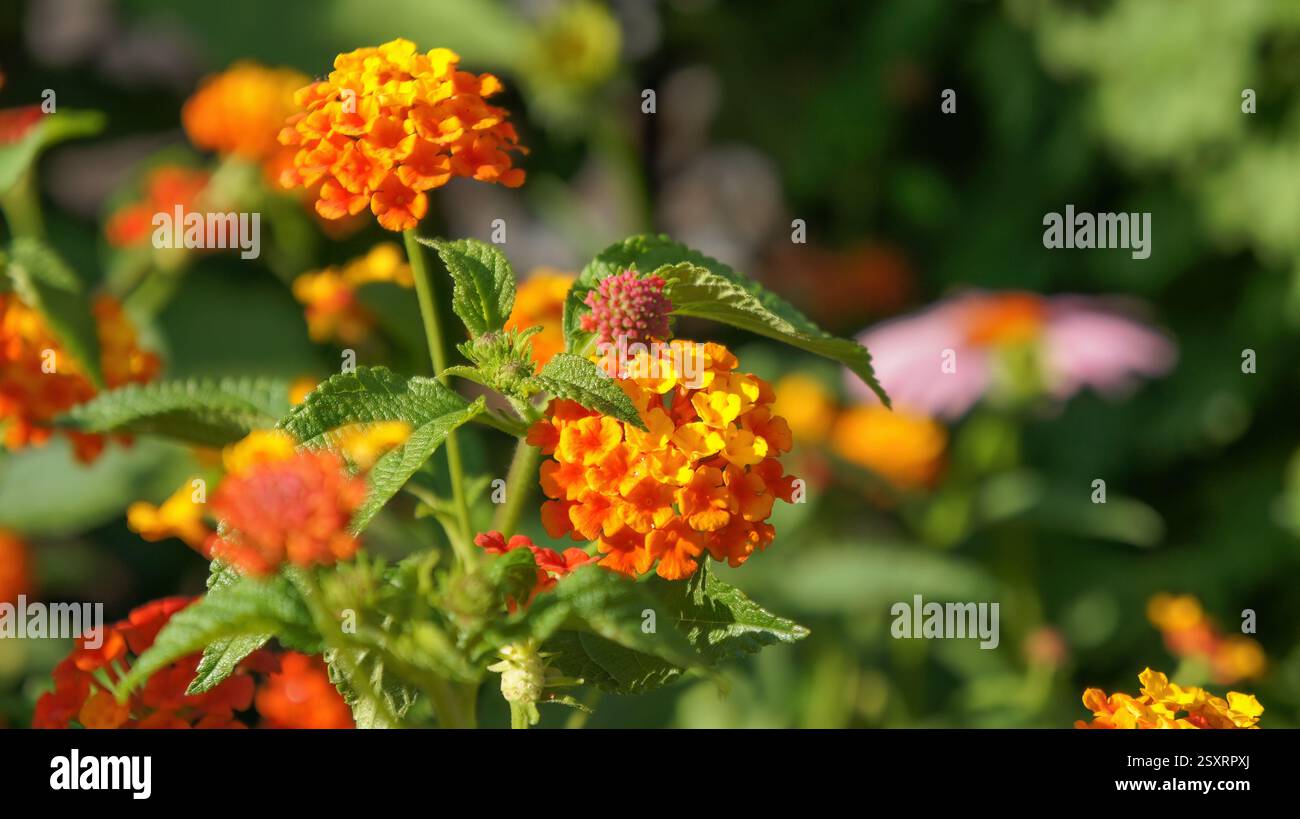 Close up pink, red, orange, yellow flowers of Lantana camara common ...