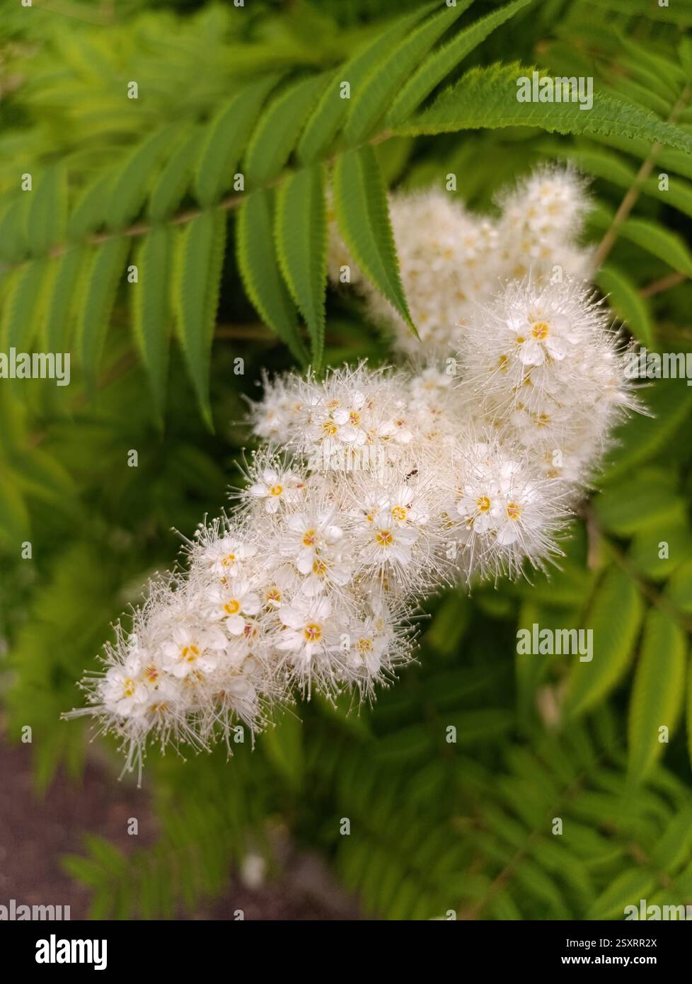 Bloomingcluster hi-res stock photography and images - Alamy