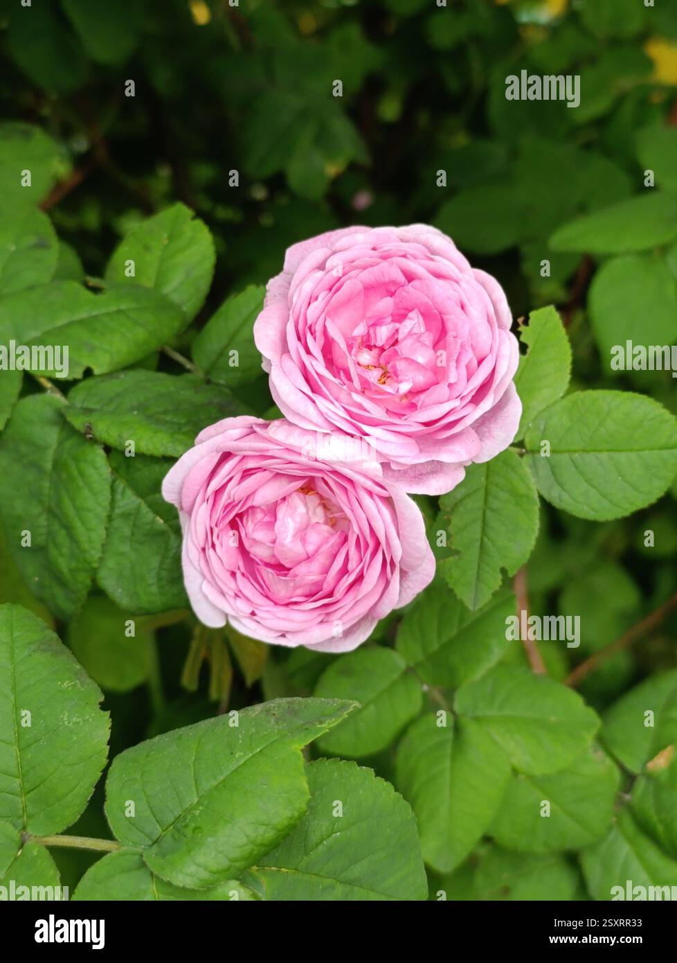 Lifelonglearning hi-res stock photography and images - Alamy