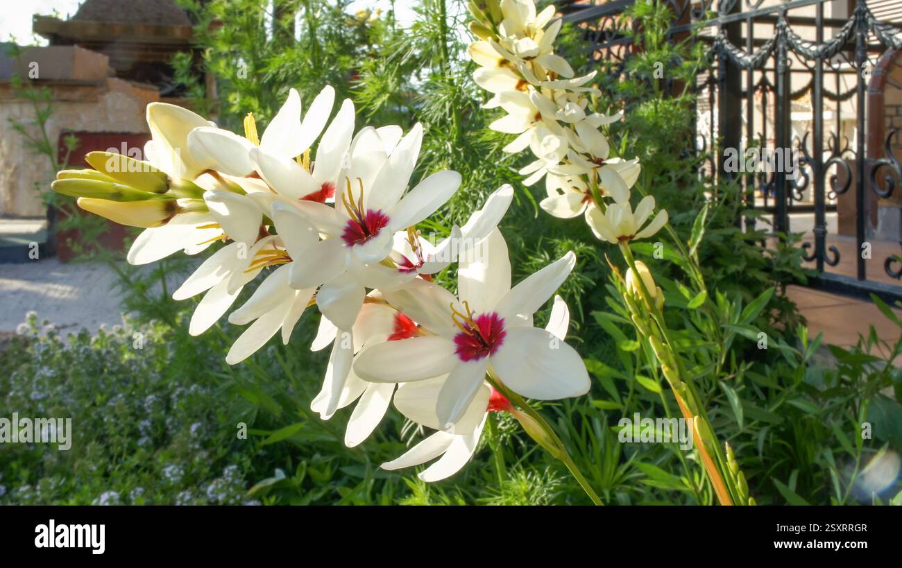 Spring summer flower Ixia maculata or spotted African corn lily in the ...