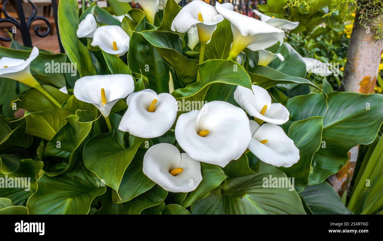 Beautiful white flower of Zantedeschia aethiopica or calla arum lily ...
