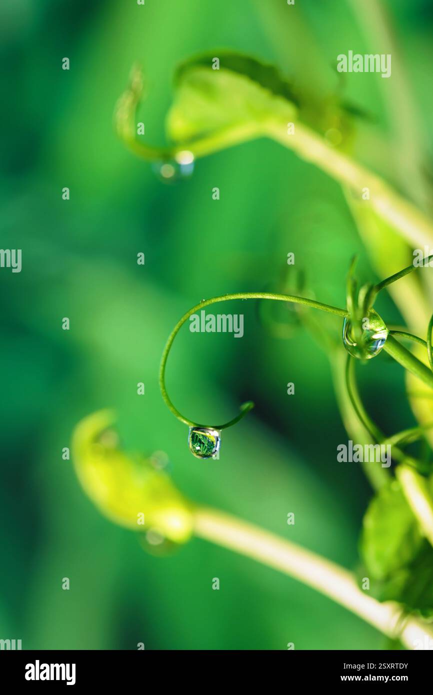 Water droplet on pea tendril with green background Stock Photo - Alamy