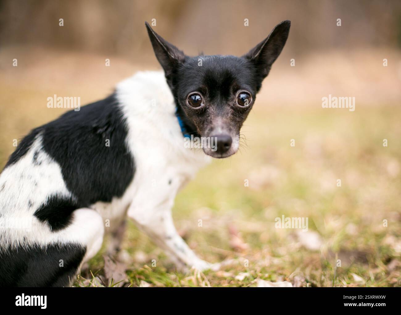 A timid black and white Rat Terrier mixed breed dog looking at the ...
