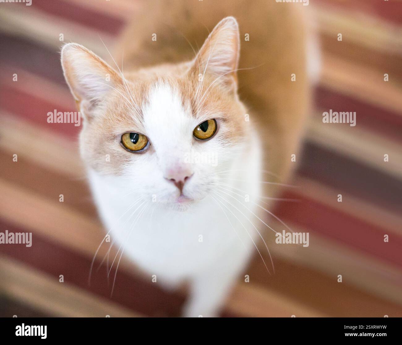 Buff color cat hi-res stock photography and images - Alamy