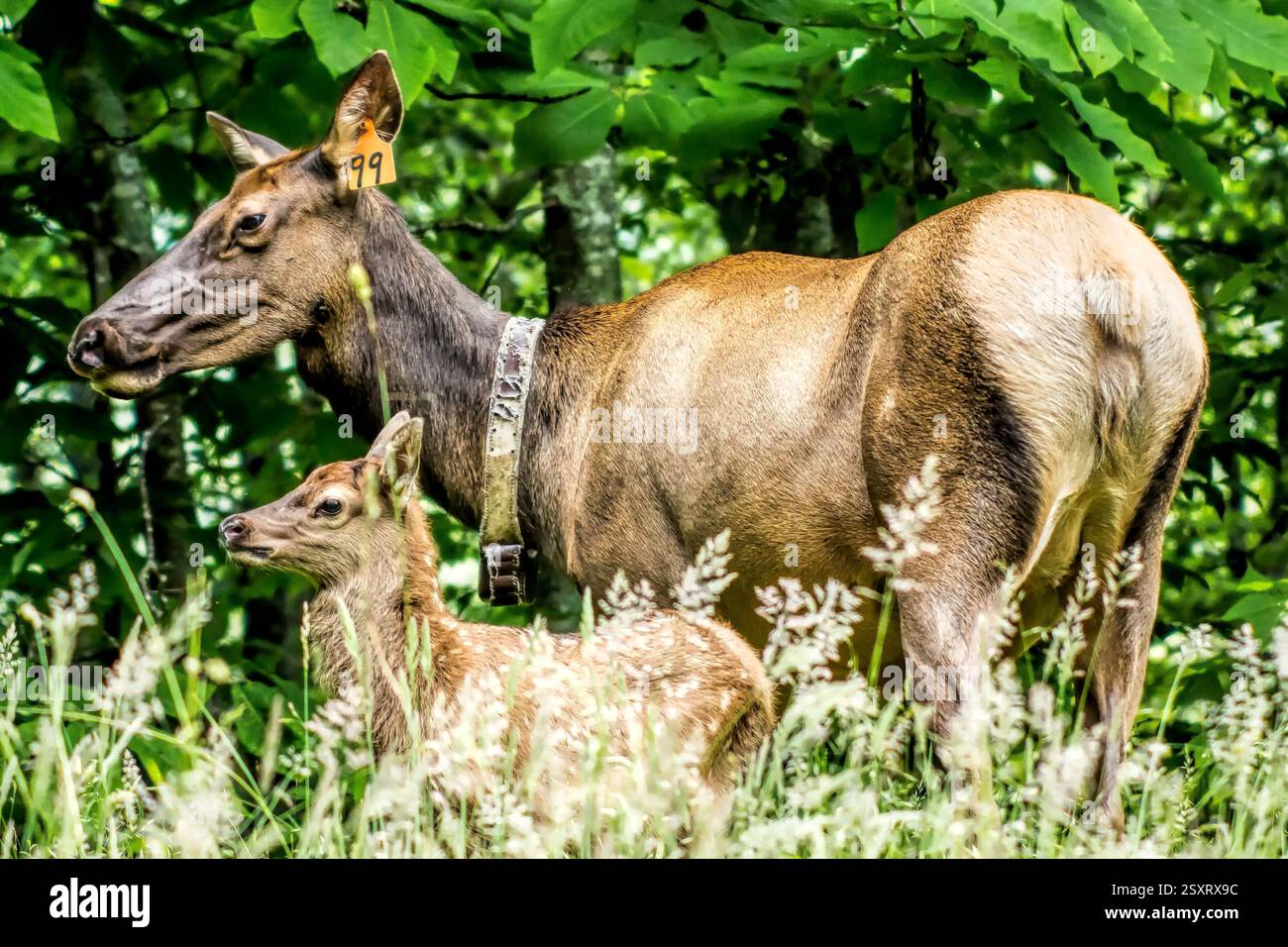 Mother deer with a tag on her ear is standing next to her baby deer ...