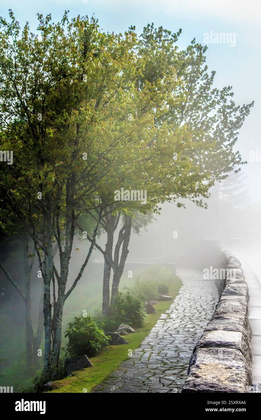 Path with trees on either side. The trees are green and the path is wet ...