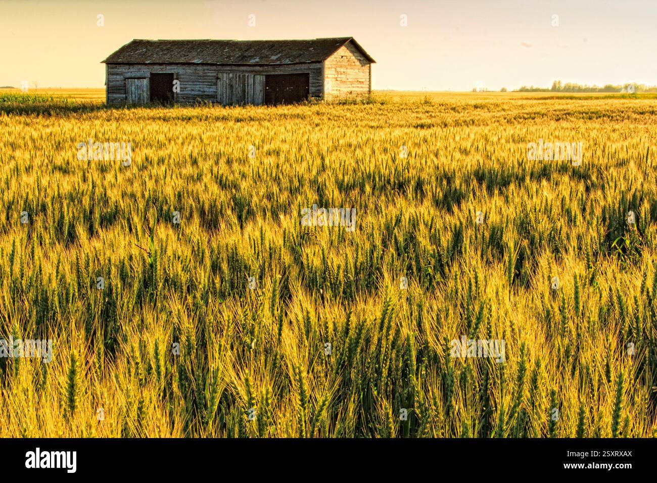 Vast, open field of tall grass with a small, old building in the middle ...