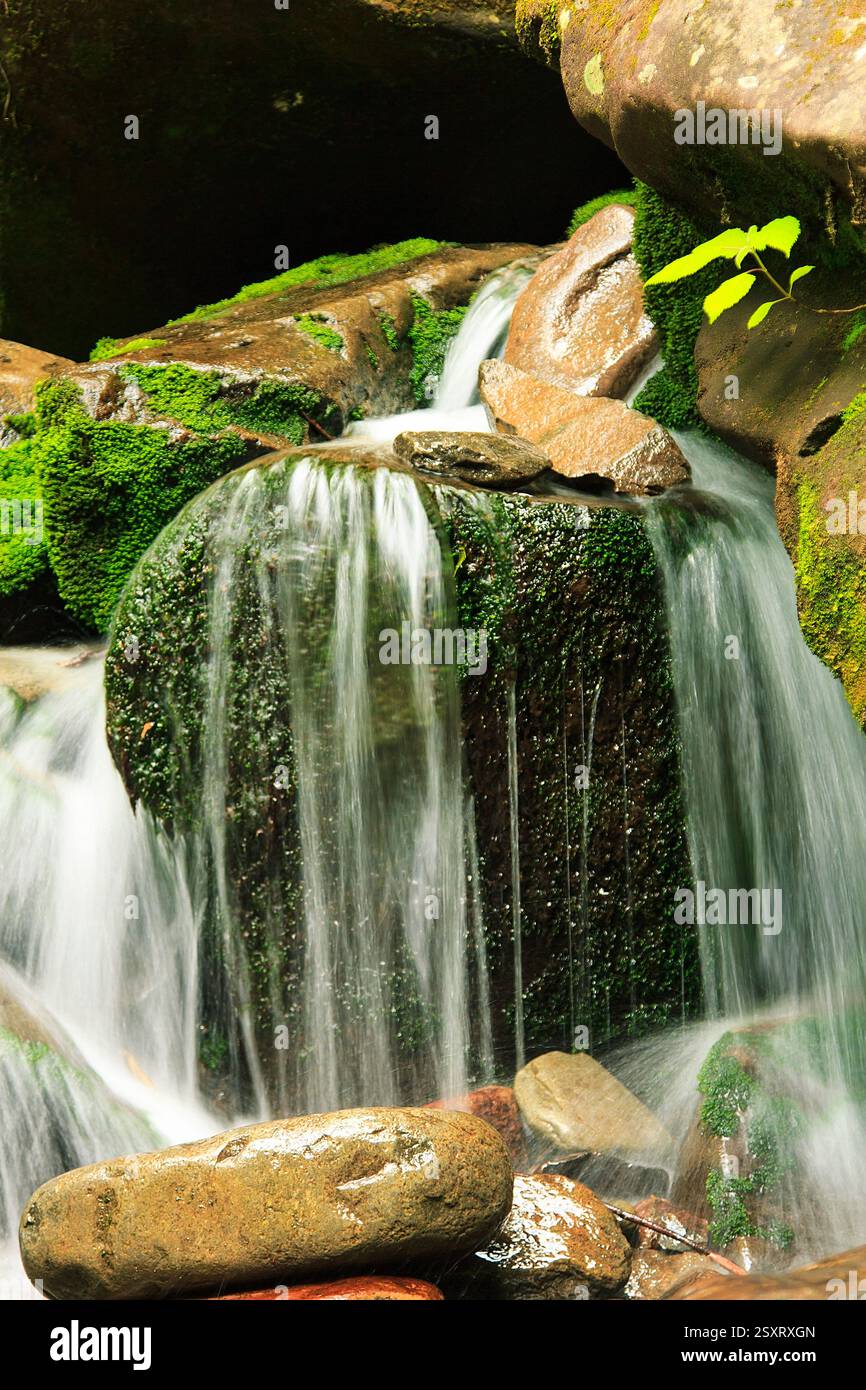 Small stream of water is flowing over a rock. The rock is covered in ...