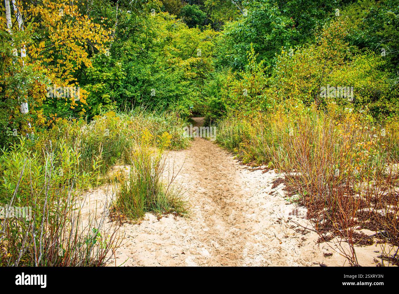A scenic sandy trail winds through the autumn dunes, surrounded by ...