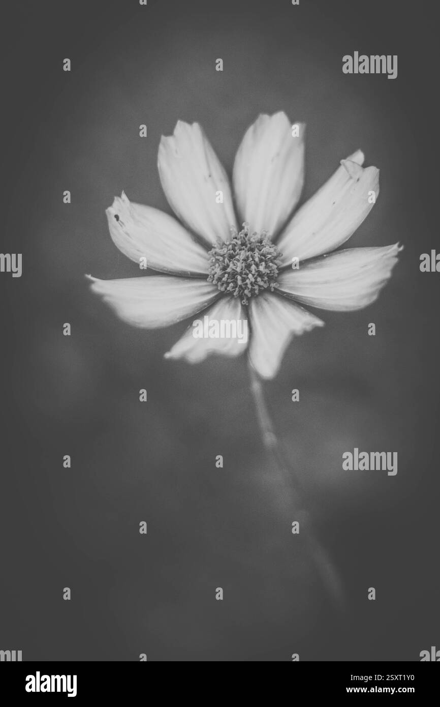 Cosmos summer flower Black and White Stock Photos & Images - Alamy
