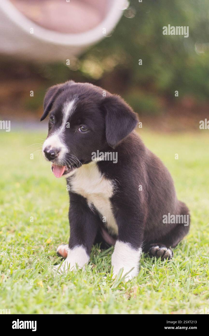 Portrait fluffy cute black puppy hi-res stock photography and images ...