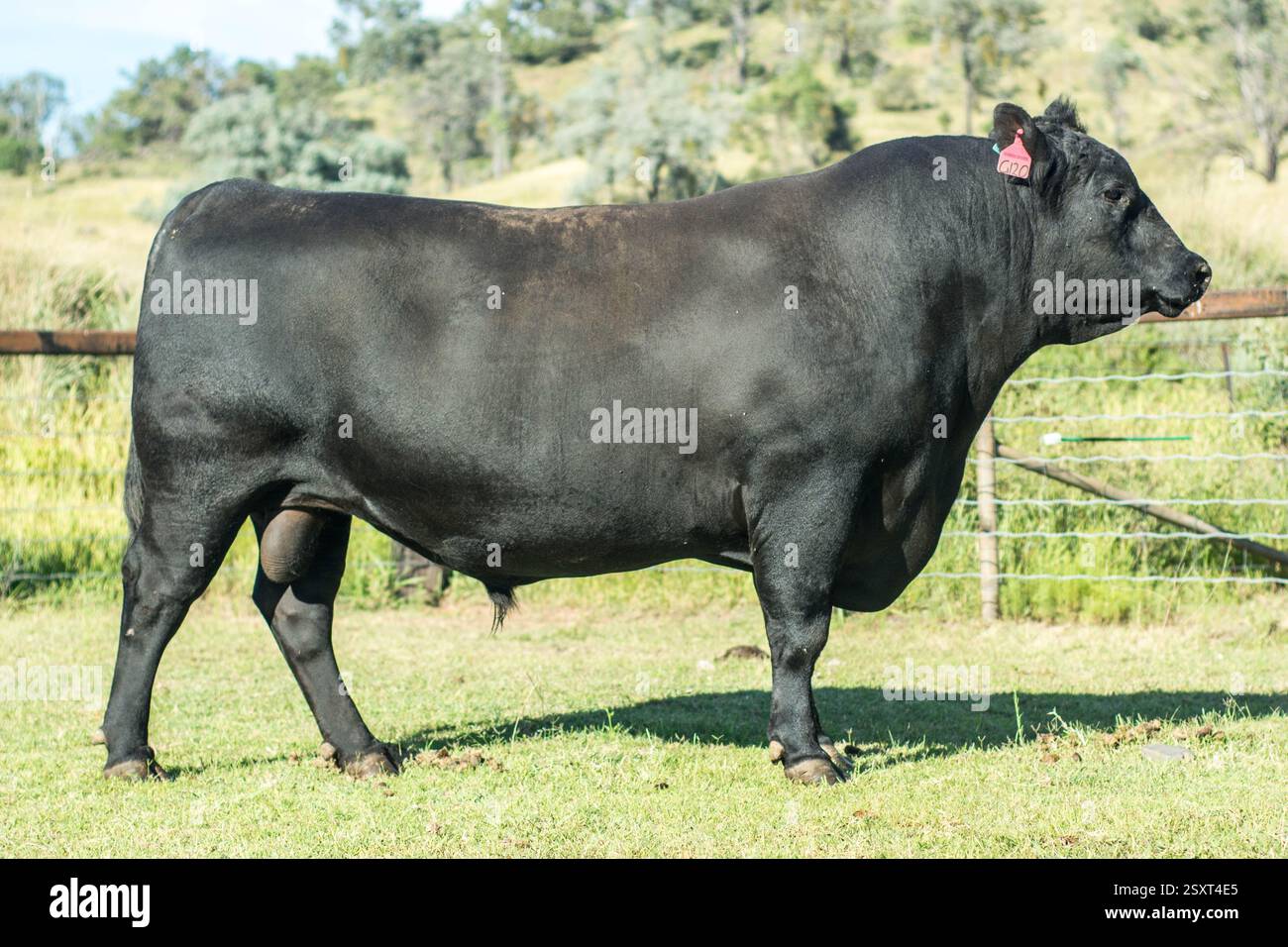 Portrait of an angus stud bull Stock Photo - Alamy