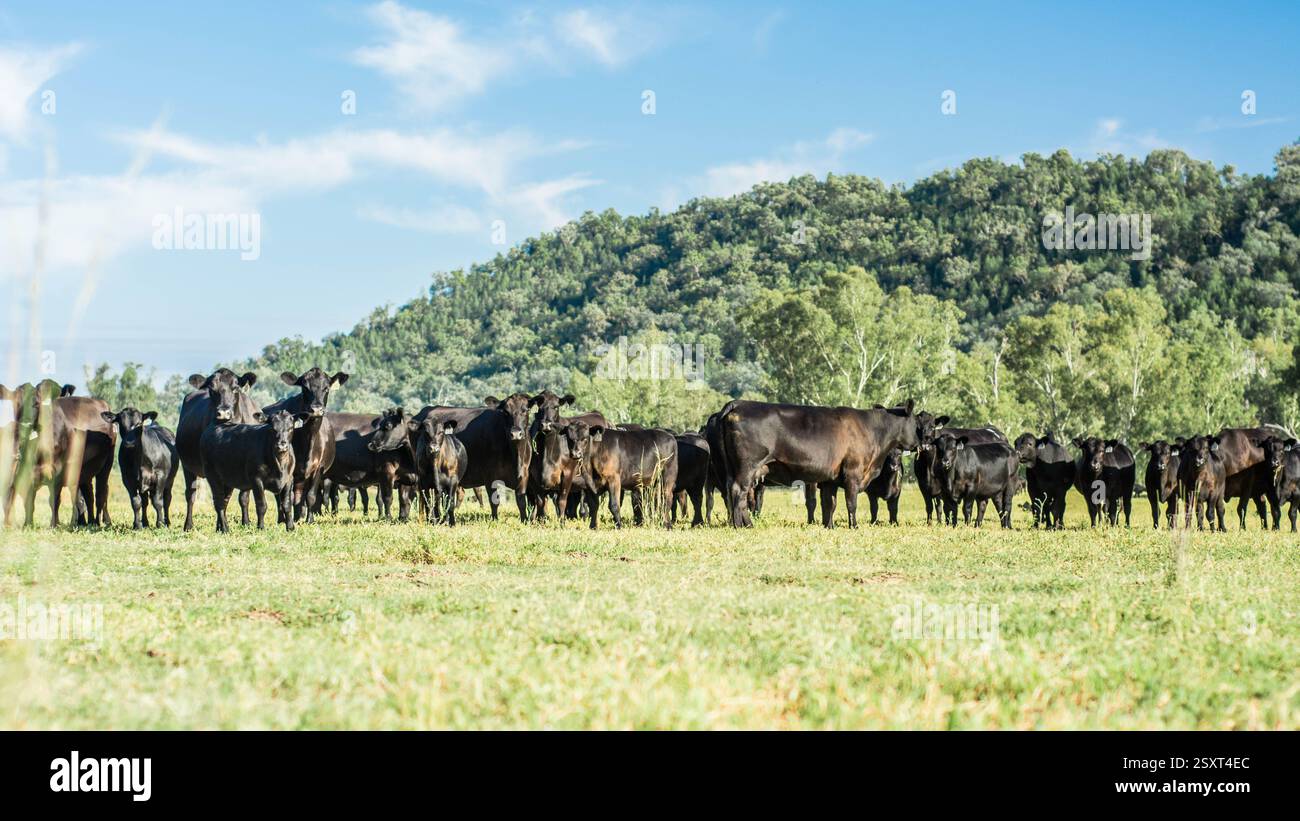 herd of Angus cows in the yards Stock Photo - Alamy