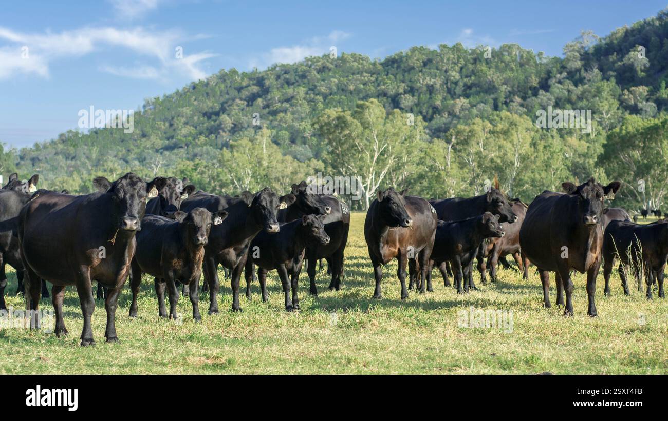 herd of Angus cows in the yards Stock Photo - Alamy
