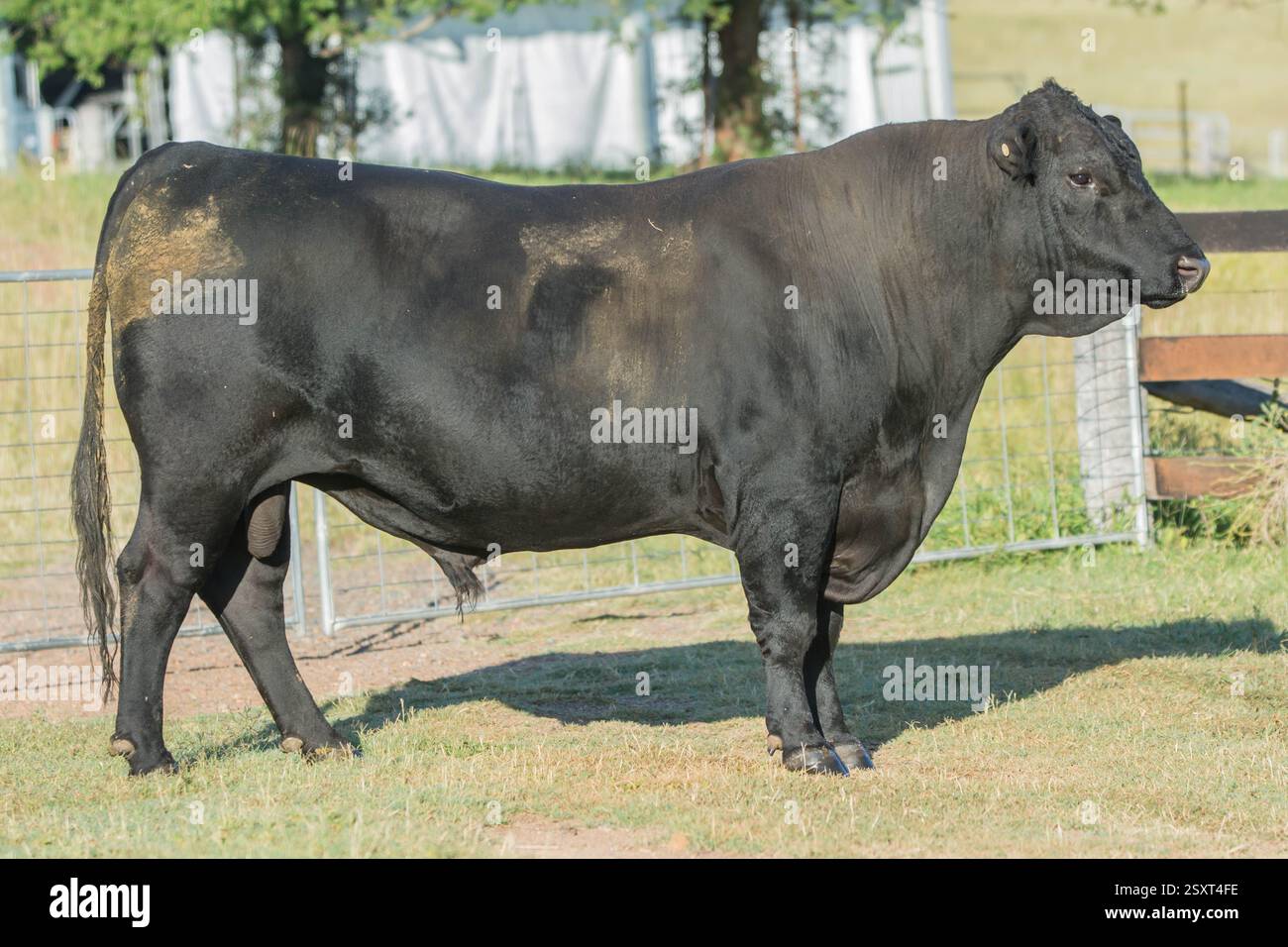 Portrait of an angus stud bull Stock Photo - Alamy