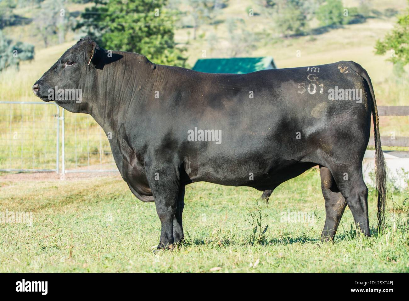 Bull breed standing hi-res stock photography and images - Alamy