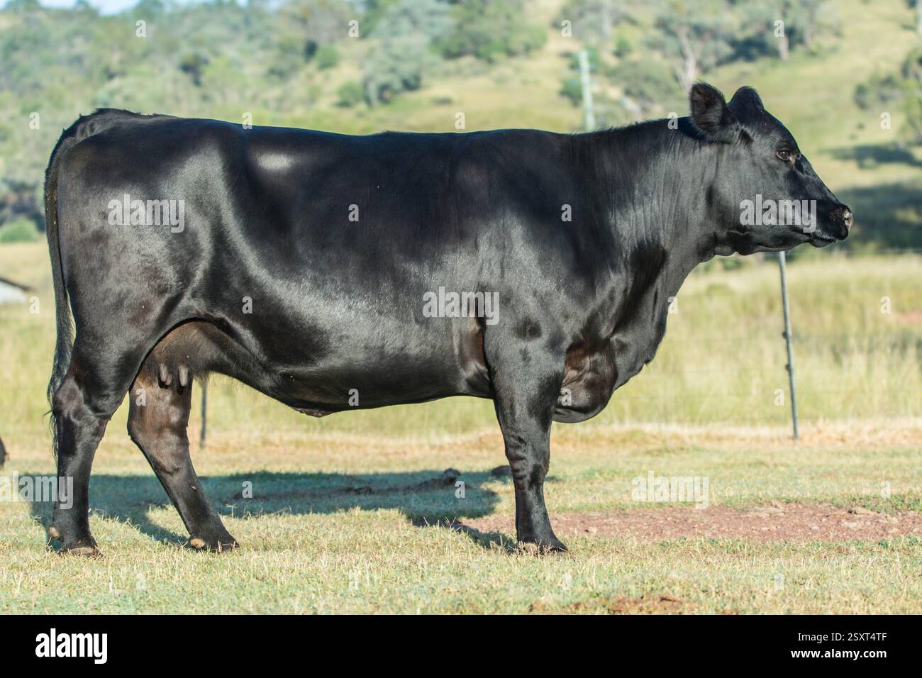 herd of Angus cows in the yards Stock Photo - Alamy