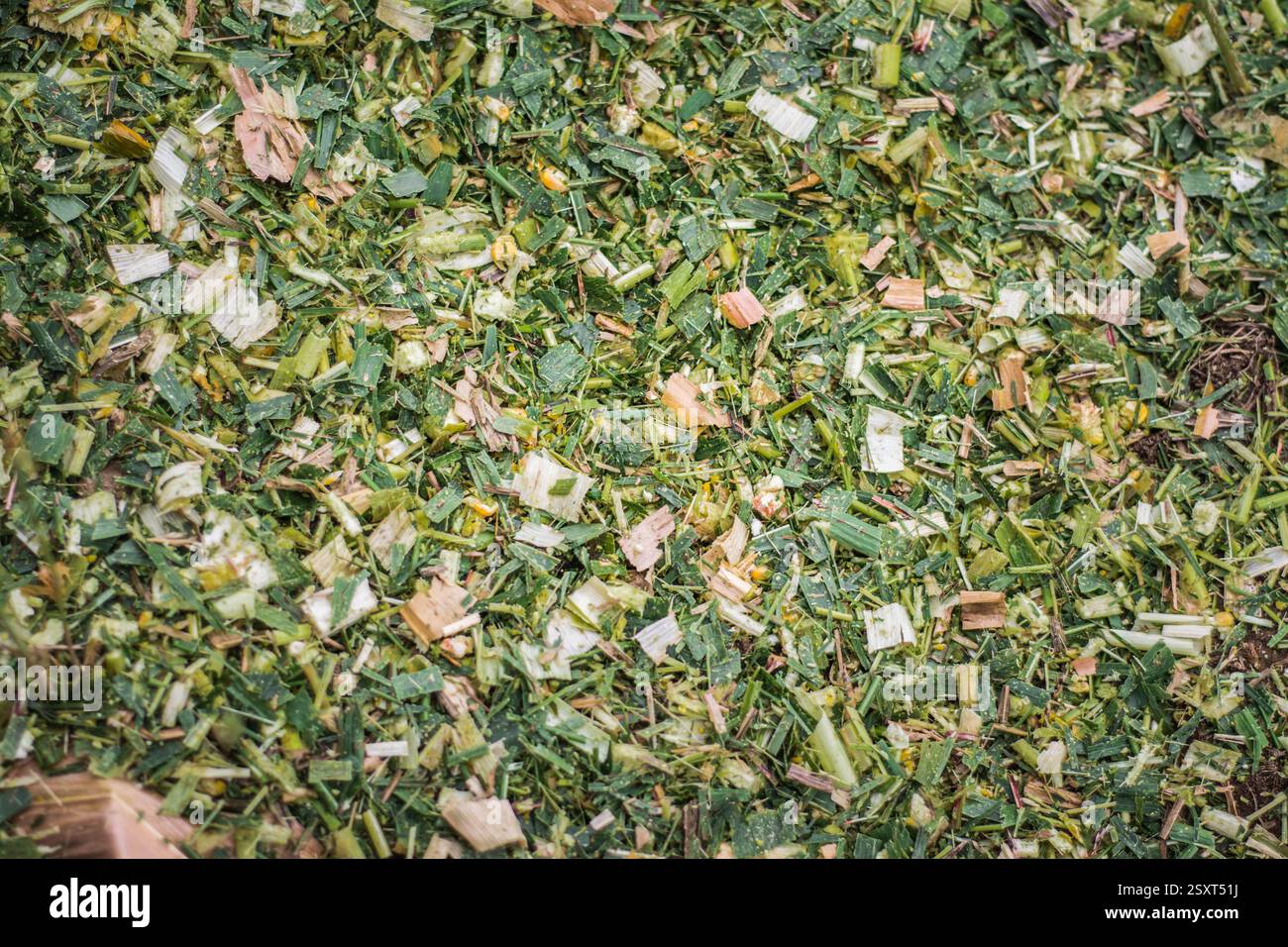 fresh corn silage close up Stock Photo - Alamy