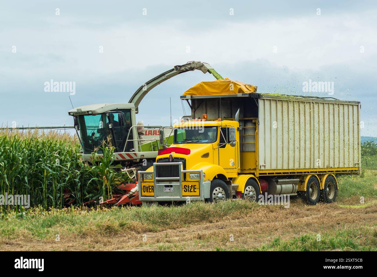 machinery making corn silage on a farm Stock Photo - Alamy