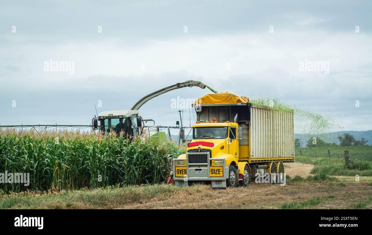 machinery making corn silage on a farm Stock Photo - Alamy
