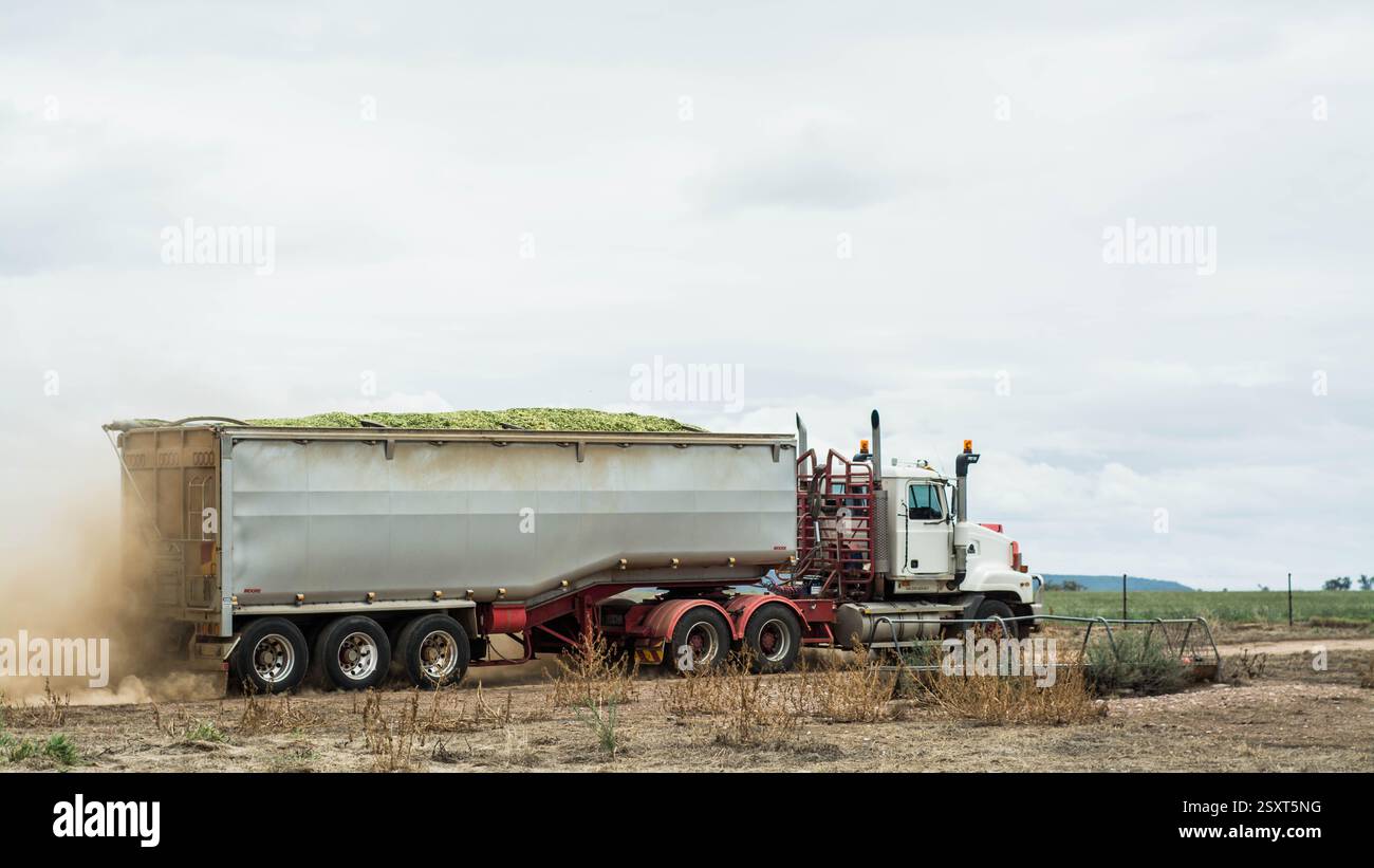 truck carting corn silage Stock Photo - Alamy