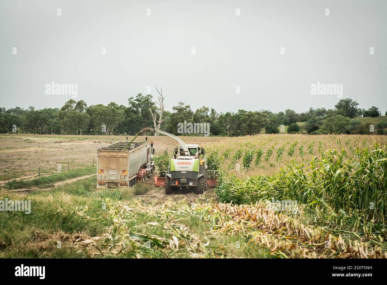 machinery making corn silage on a farm Stock Photo - Alamy