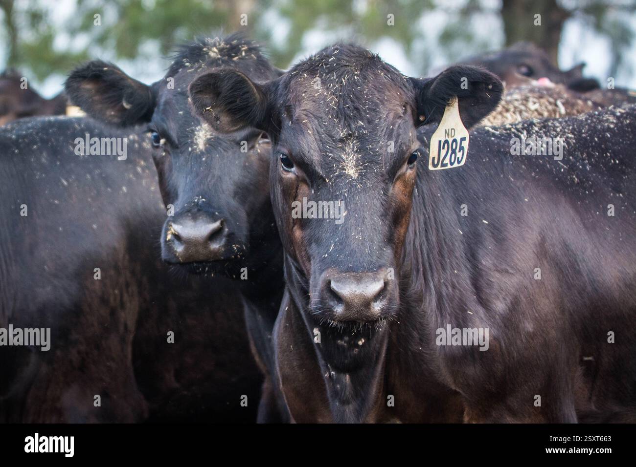 herd of Angus cows in the yards Stock Photo - Alamy