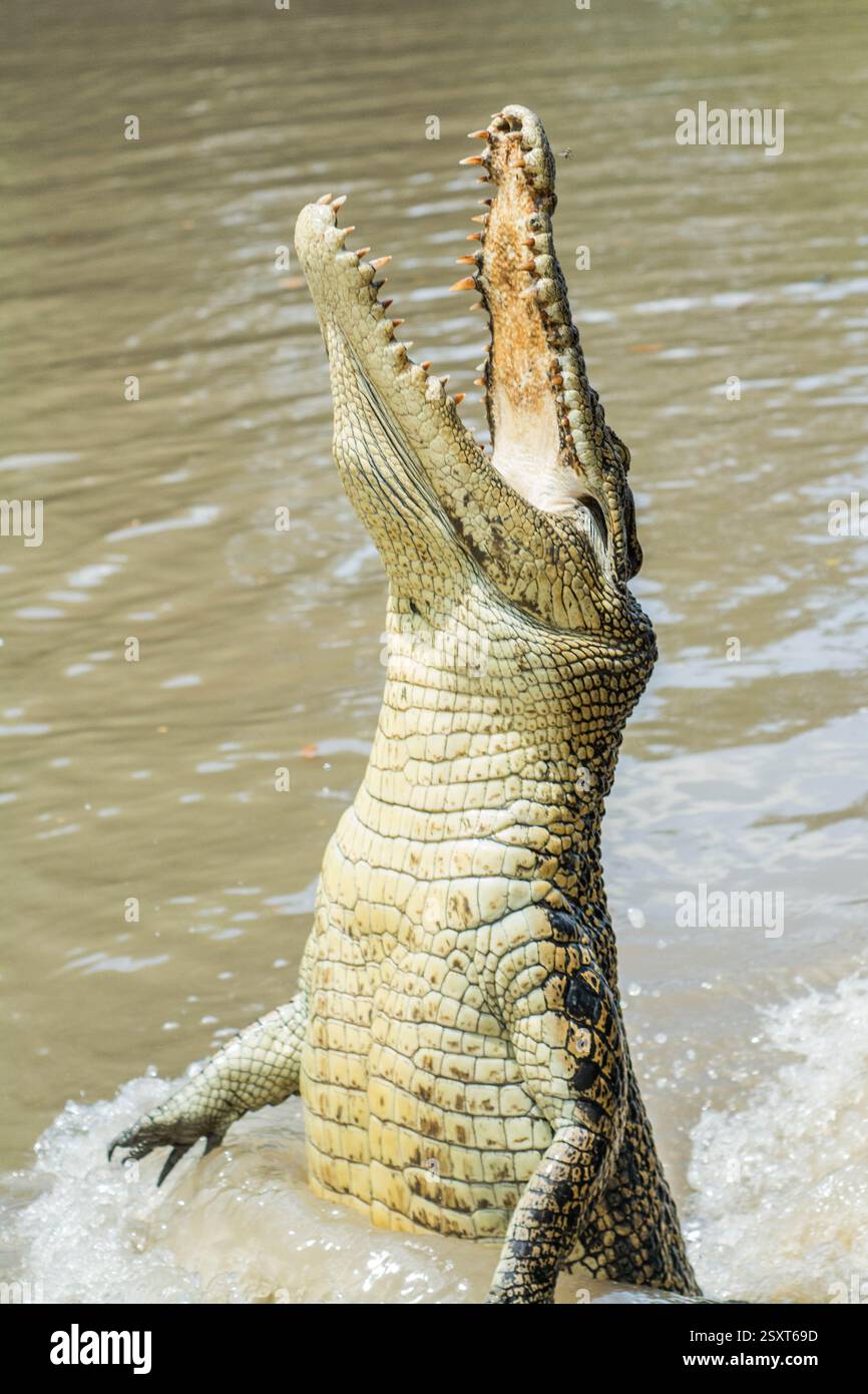 Crocodile jumping from the water Stock Photo - Alamy