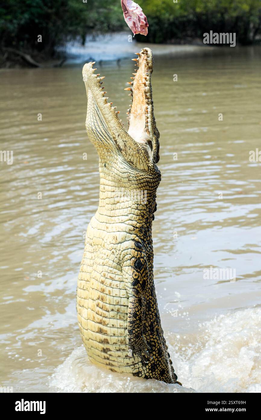 Crocodile jumping from the water Stock Photo - Alamy