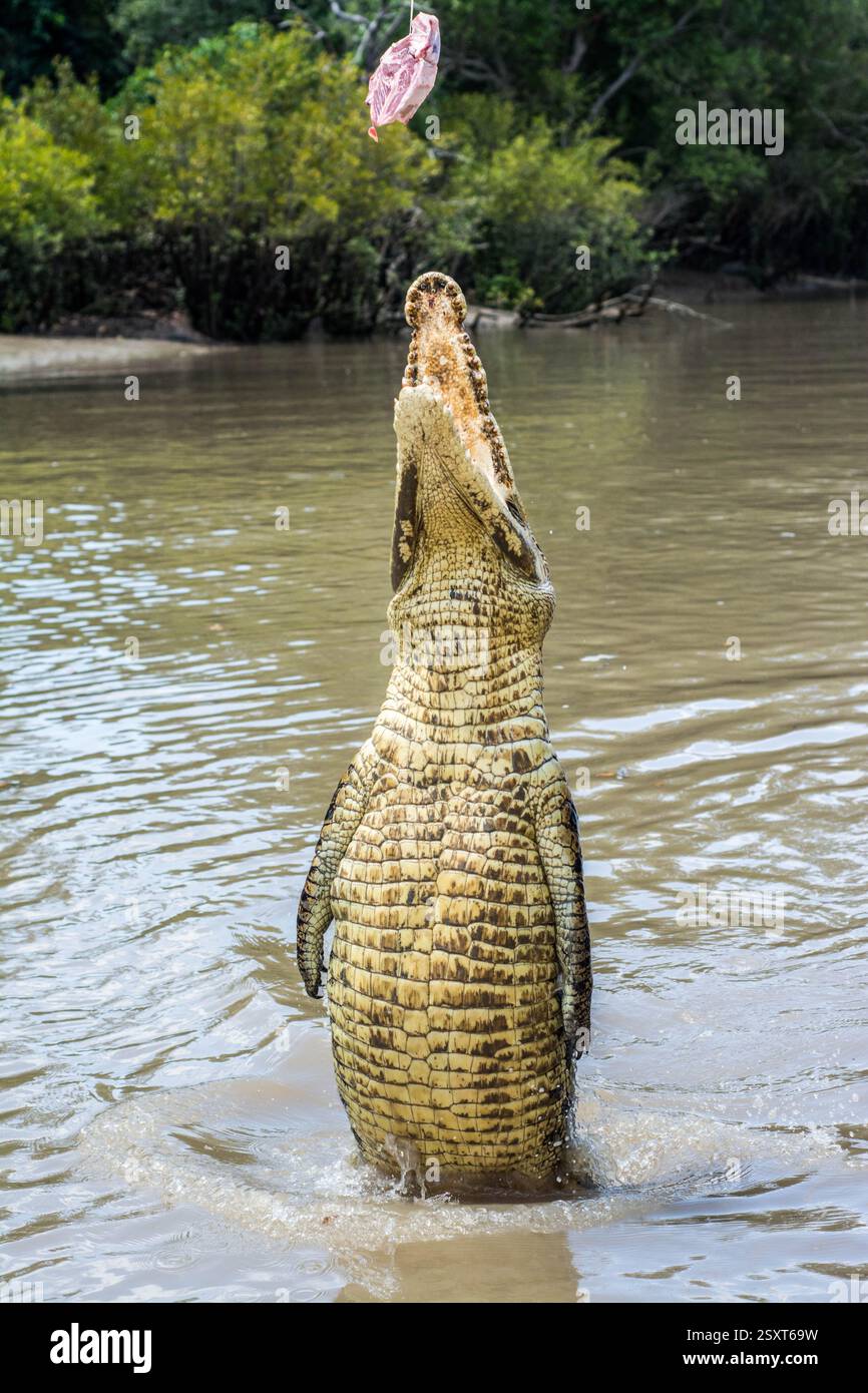 Crocodile jumping from water hi-res stock photography and images - Alamy