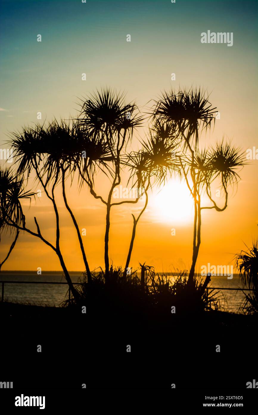 sunset through a Pandanus palm Stock Photo - Alamy