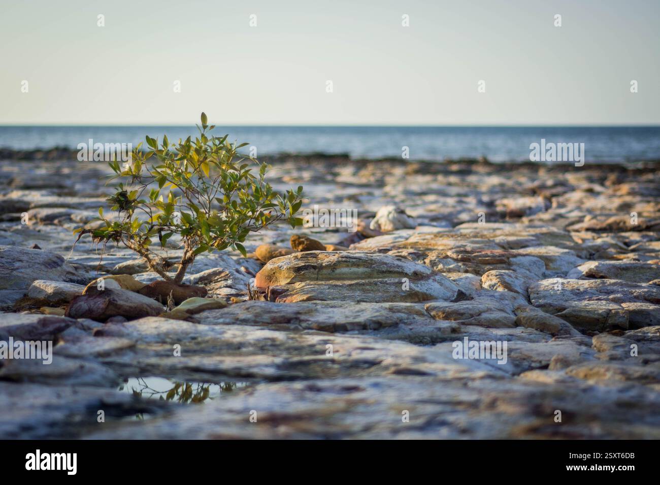 Abstract landscape rocks and tree hi-res stock photography and images ...