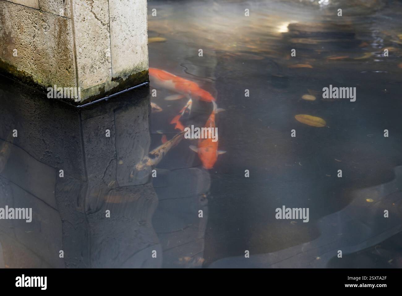 Fish live in dirty hi-res stock photography and images - Alamy