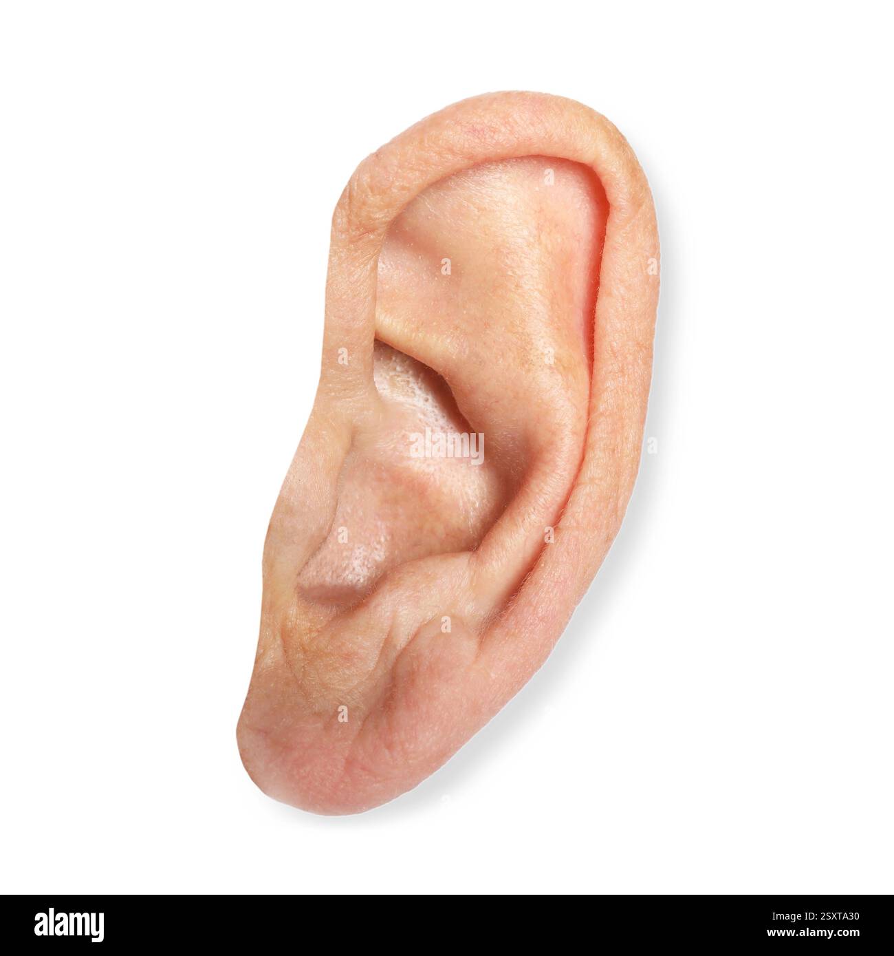 Human ear isolated on white, closeup view Stock Photo - Alamy