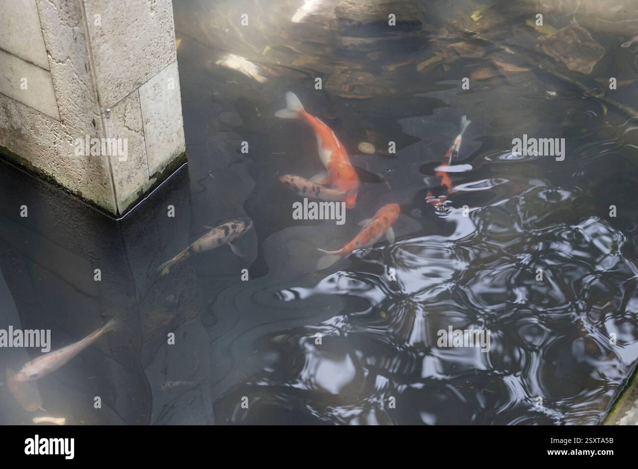 Fish live in dirty hi-res stock photography and images - Alamy