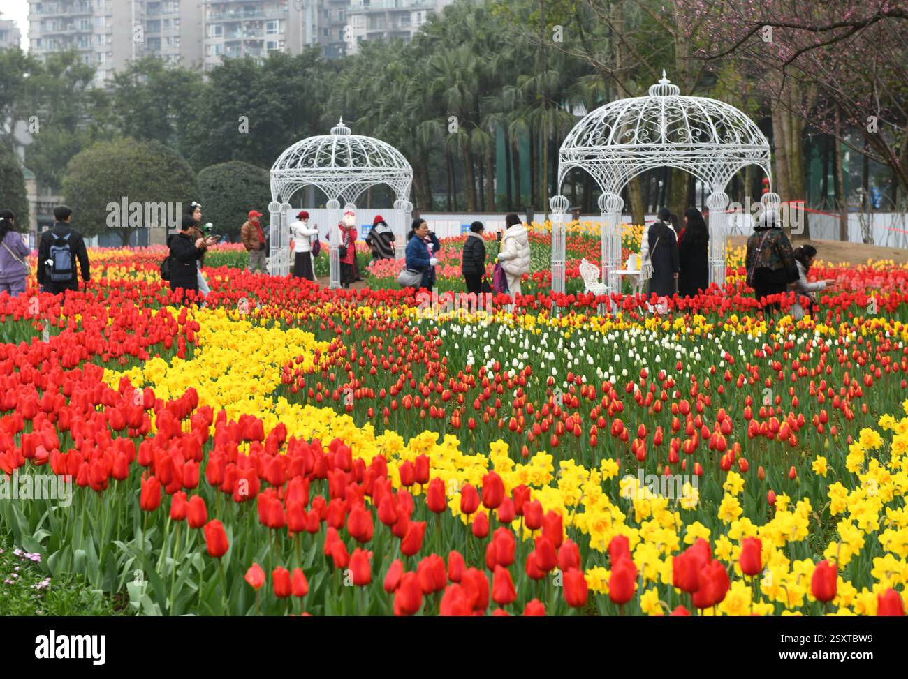 Chongqing,China.25th February 2025. Tourists enjoy blooming tulips at ...