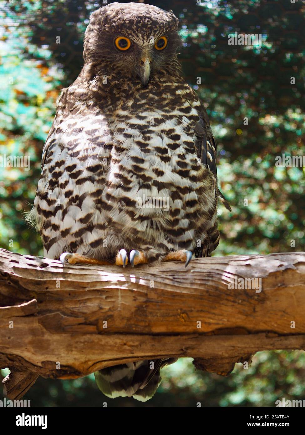 Wonderful majestic Powerful Owl in mesmerising glory Stock Photo - Alamy